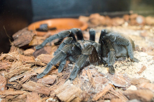 47 MEILLEURES Migale IMAGES, PHOTOS ET ILLUSTRATIONS VECTORIELLES STOCK ...