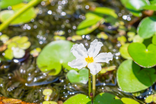 Nymphoides Images – Browse 989 Stock Photos, Vectors, and Video | Adobe Stock