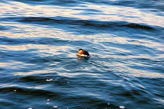 Didapper Images – Browse 2 Stock Photos, Vectors, and Video | Adobe Stock