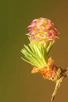 Microstrobilus Images – Browse 208 Stock Photos, Vectors, and Video ...