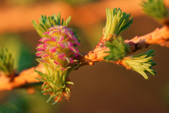 Microstrobilus Images – Browse 208 Stock Photos, Vectors, and Video ...