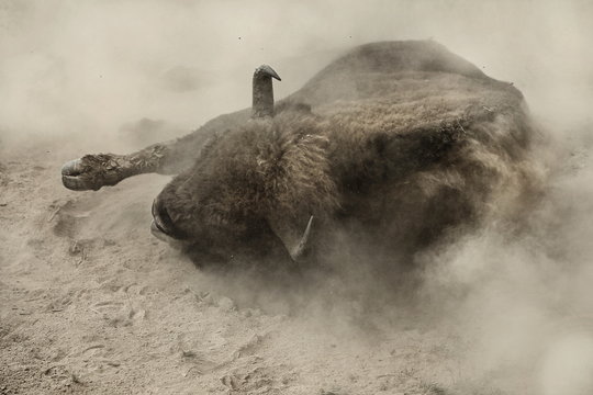 Bulldust Bilder – Durchsuchen 3,469 Archivfotos, Vektorgrafiken und ...