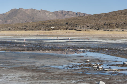 Coquesa Bilder – Durchsuchen 27 Archivfotos, Vektorgrafiken und Videos ...