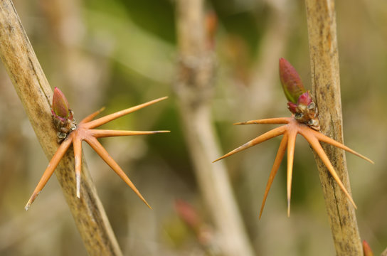 รูปภาพThornbush – เลือกดูภาพถ่ายสต็อก เวกเตอร์ และวิดีโอ4,617 | Adobe Stock