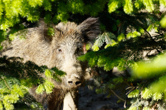 Wildsau Bilder – Durchsuchen 119,911 Archivfotos, Vektorgrafiken und ...