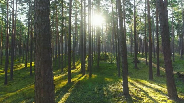 Forest Hiking Under Tree Images – Browse 13,358 Stock Photos, Vectors ...