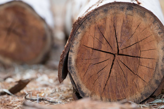 Strump Bilder – Durchsuchen 70 Archivfotos, Vektorgrafiken und Videos ...