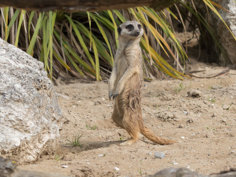 「Suricati」の写真素材 | 78件の無料イラスト画像 | Adobe Stock