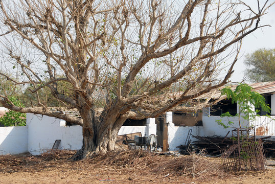 55 BEST Gaushala IMAGES, STOCK PHOTOS & VECTORS | Adobe Stock