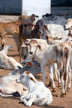 55 BEST Gaushala IMAGES, STOCK PHOTOS & VECTORS | Adobe Stock