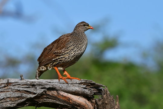 Fisant bilder – Bläddra bland 6 stockfoton, vektorer och videor | Adobe ...