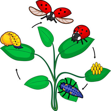 รูปภาพHemimetaboly – เลือกดูภาพถ่ายสต็อก เวกเตอร์ และวิดีโอ114 | Adobe ...