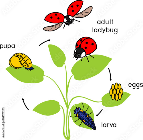 Ladybug Lifecycle Stages Life Cycle Stages Life Cycles