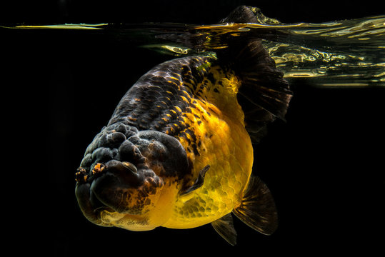 Ranchu Images – Browse 998 Stock Photos, Vectors, and Video | Adobe Stock