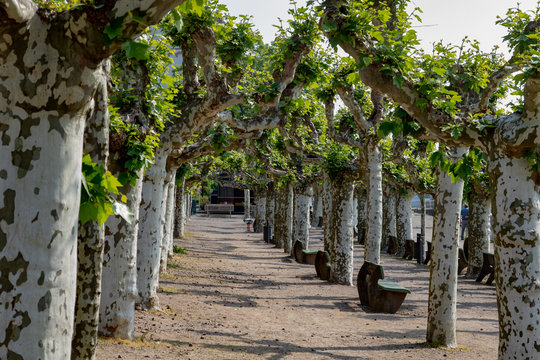 Platan Bilder – Durchsuchen 24,113 Archivfotos, Vektorgrafiken und ...