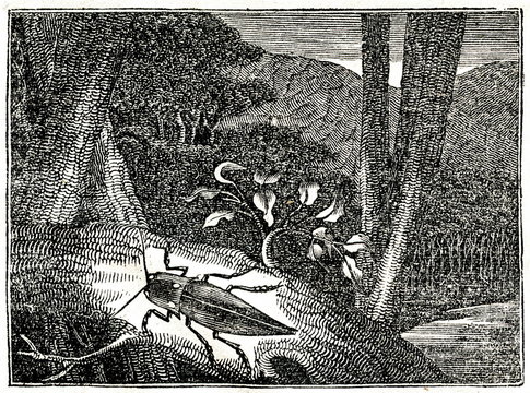 รูปภาพElater – เลือกดูภาพถ่ายสต็อก เวกเตอร์ และวิดีโอ230 | Adobe Stock