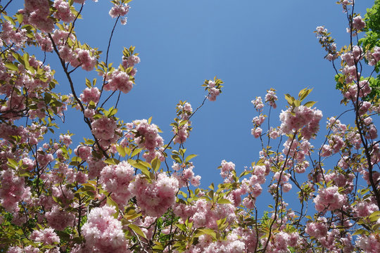 "Japanischer Kirschbaum"-Bilder: Stock-Fotos & -Videos. | Adobe Stock