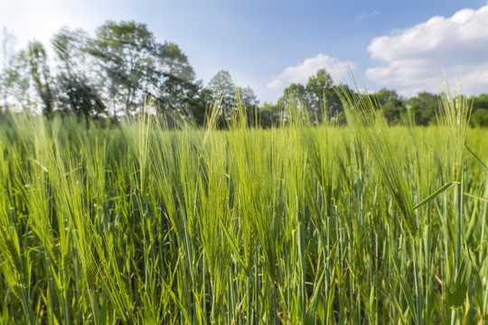 「Roggenfeld」の写真素材 | 1,617件の無料イラスト画像 | Adobe Stock