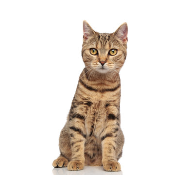 รูปภาพTabby – เลือกดูภาพถ่ายสต็อก เวกเตอร์ และวิดีโอ531,014 | Adobe Stock