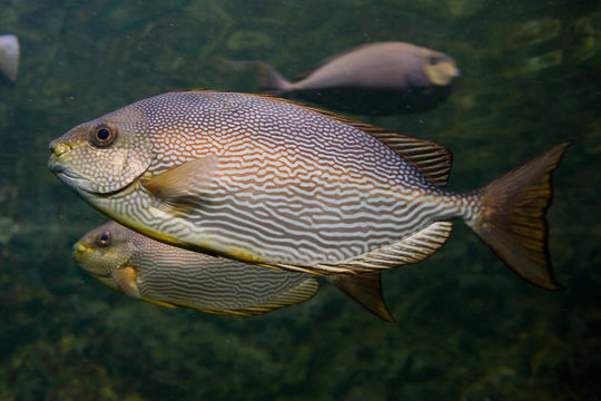 Javus Images – Browse 29 Stock Photos, Vectors, and Video | Adobe Stock