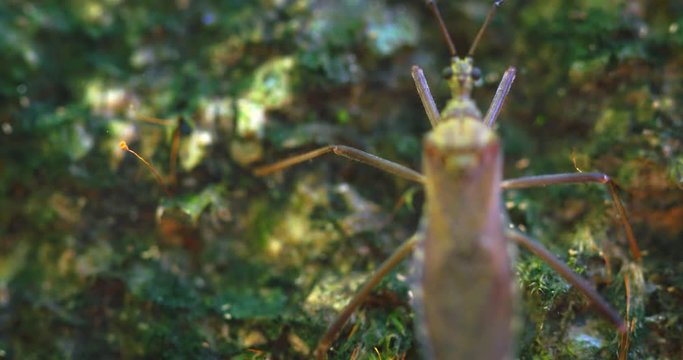 Harpactorinae-Bilder: Stock-Fotos & -Videos. | Adobe Stock