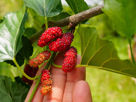 Malberry bilder – Bläddra bland 182 stockfoton, vektorer och videor ...