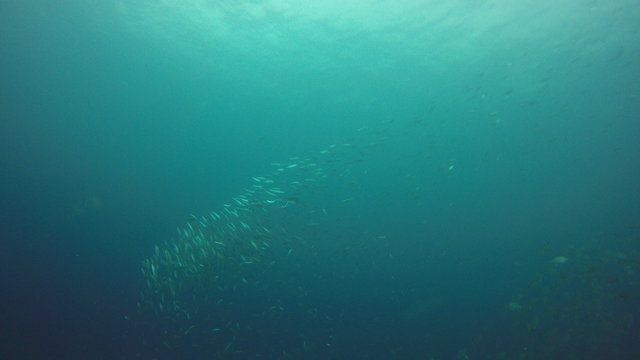 Cardumen Images – Browse 118 Stock Photos, Vectors, and Video | Adobe Stock