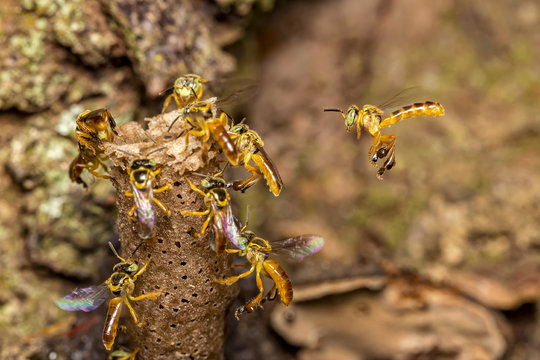 รูปภาพApidae – เลือกดูภาพถ่ายสต็อก เวกเตอร์ และวิดีโอ8,109 | Adobe Stock