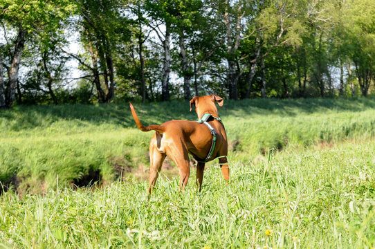 Richback Images – Browse 31 Stock Photos, Vectors, and Video | Adobe Stock