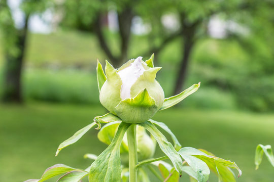 Pfingstblumen-Bilder: Stock-Fotos & -Videos. | Adobe Stock