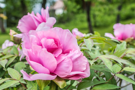Pfingstblumen Bilder – Durchsuchen 138 Archivfotos, Vektorgrafiken und ...