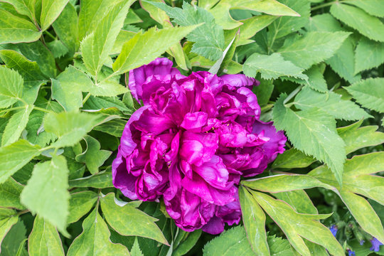 Pfingstblumen Bilder – Durchsuchen 189 Archivfotos, Vektorgrafiken und ...