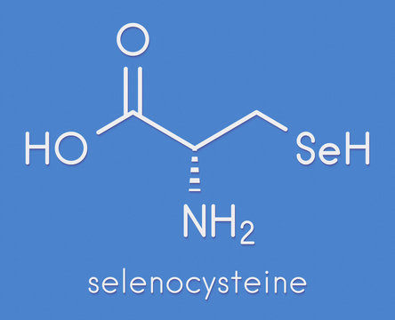 Selenocystein 이미지 – 찾아보기 21 스톡 사진, 벡터 및 비디오 | Adobe Stock