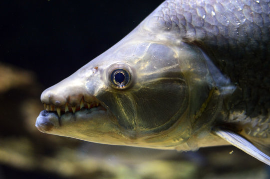 "Tiger Fish" Bilder – Durchsuchen 333 Archivfotos, Vektorgrafiken und ...