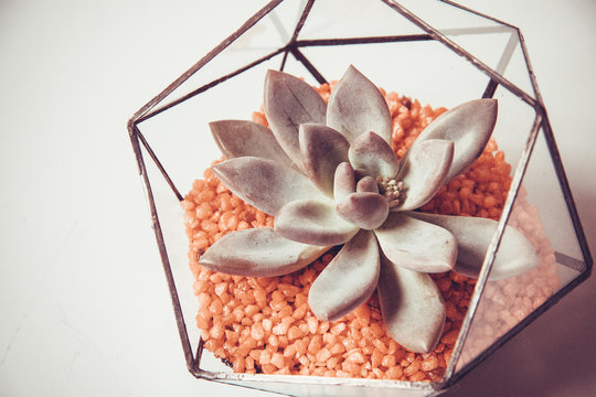 Florarium Imagens – Procure 6,088 fotos, vetores e vídeos | Adobe Stock