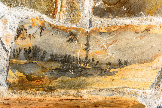 รูปภาพPaleobotany – เลือกดูภาพถ่ายสต็อก เวกเตอร์ และวิดีโอ861 | Adobe Stock