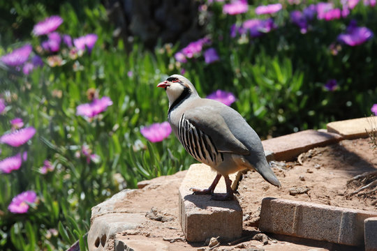 "Rock Partridge" Images – Browse 318 Stock Photos, Vectors, and Video ...