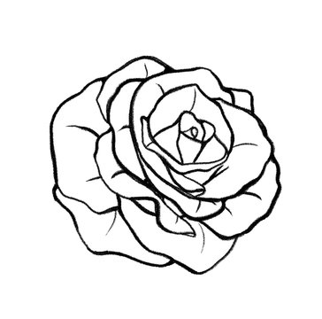 Tracing Roses