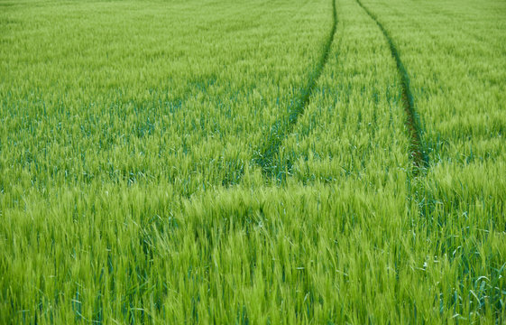 「Futtergras」の画像 - 89 件の Stock 写真、ベクターおよびビデオ | Adobe Stock