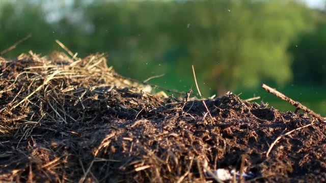 「Muck-Heap」の写真素材 | 21件の無料イラスト画像 | Adobe Stock