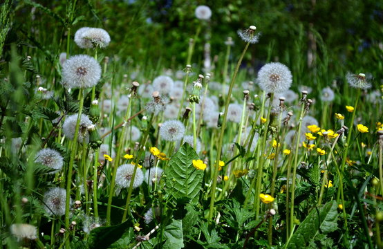 Pusteblumenwiese Imagens – Procure 103 fotos, vetores e vídeos | Adobe ...