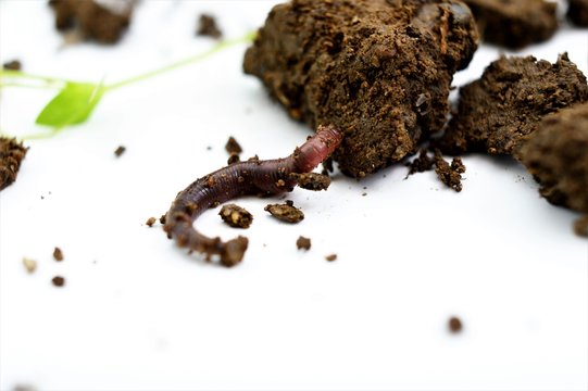 「Anguine」の写真素材 | 975件の無料イラスト画像 | Adobe Stock