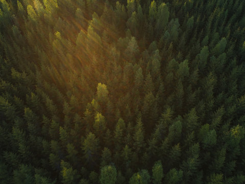 รูปภาพ"Old Forest" – เลือกดูภาพถ่ายสต็อก เวกเตอร์ และวิดีโอ2,461 ...