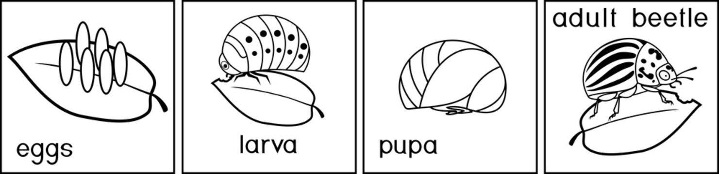 รูปภาพHemimetaboly – เลือกดูภาพถ่ายสต็อก เวกเตอร์ และวิดีโอ223 | Adobe ...