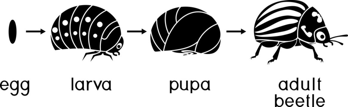 Hemimetaboly bilder – Bläddra bland 114 stockfoton, vektorer och videor ...