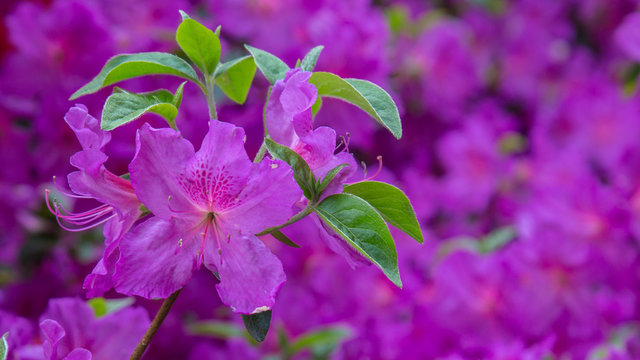 Azalea Bilder – Durchsuchen 75,913 Archivfotos, Vektorgrafiken und ...