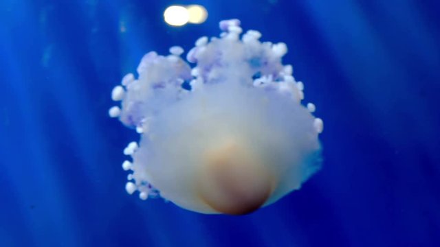 "Mediterranean Jelly" Bilder – Durchsuchen 436 Archivfotos ...