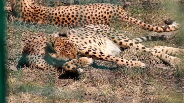 Obrázky Geopard – procházejte fotografie, vektory a videa 143,697 ...
