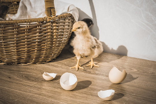 รูปภาพFowl-Run – เลือกดูภาพถ่ายสต็อก เวกเตอร์ และวิดีโอ374 | Adobe Stock