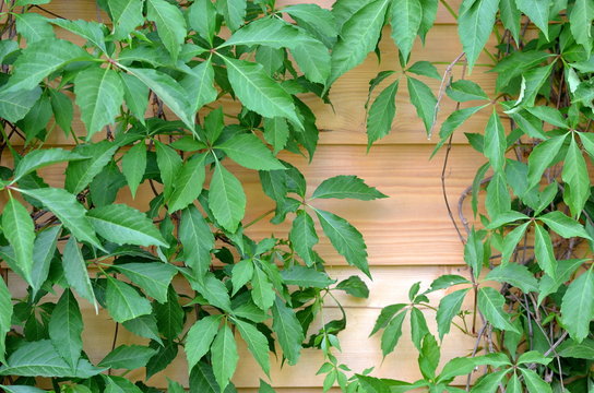 Five Fingers Leaves